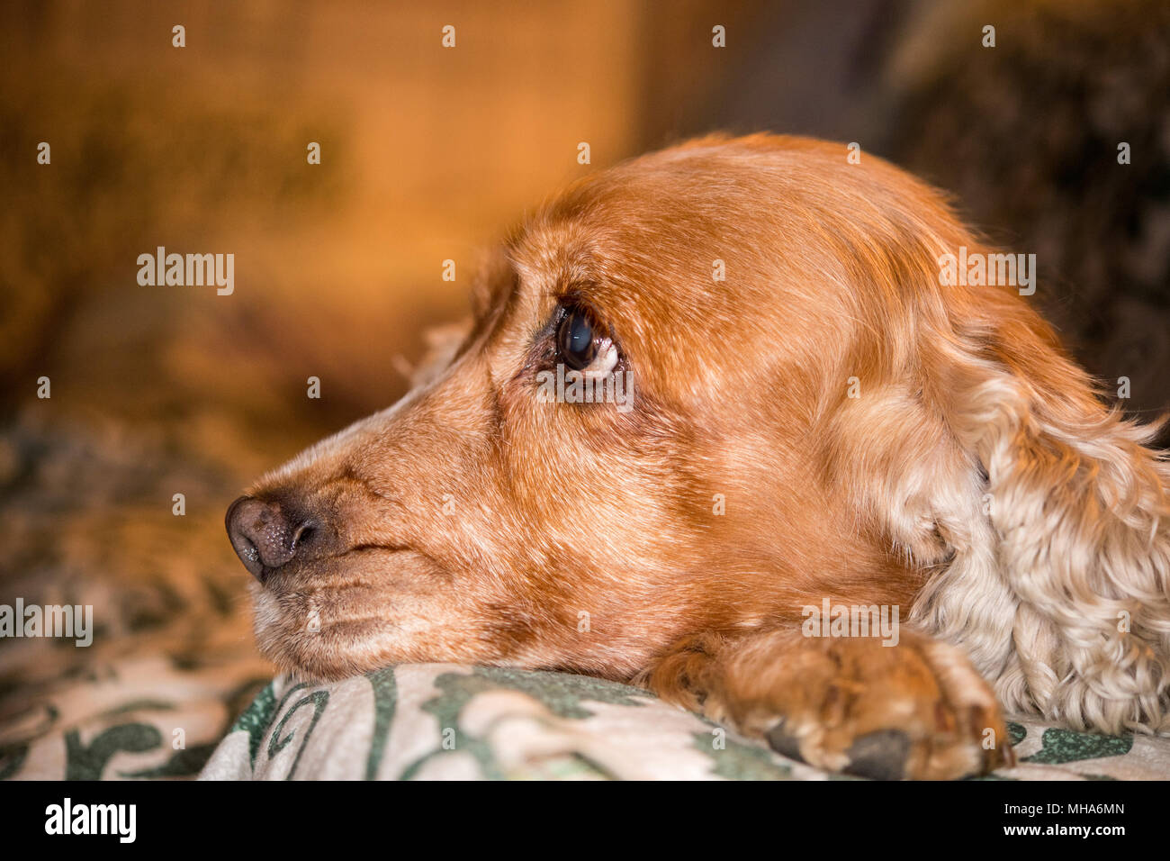 dog nose macro close up detail cocker spaniel while relaxing Stock ...