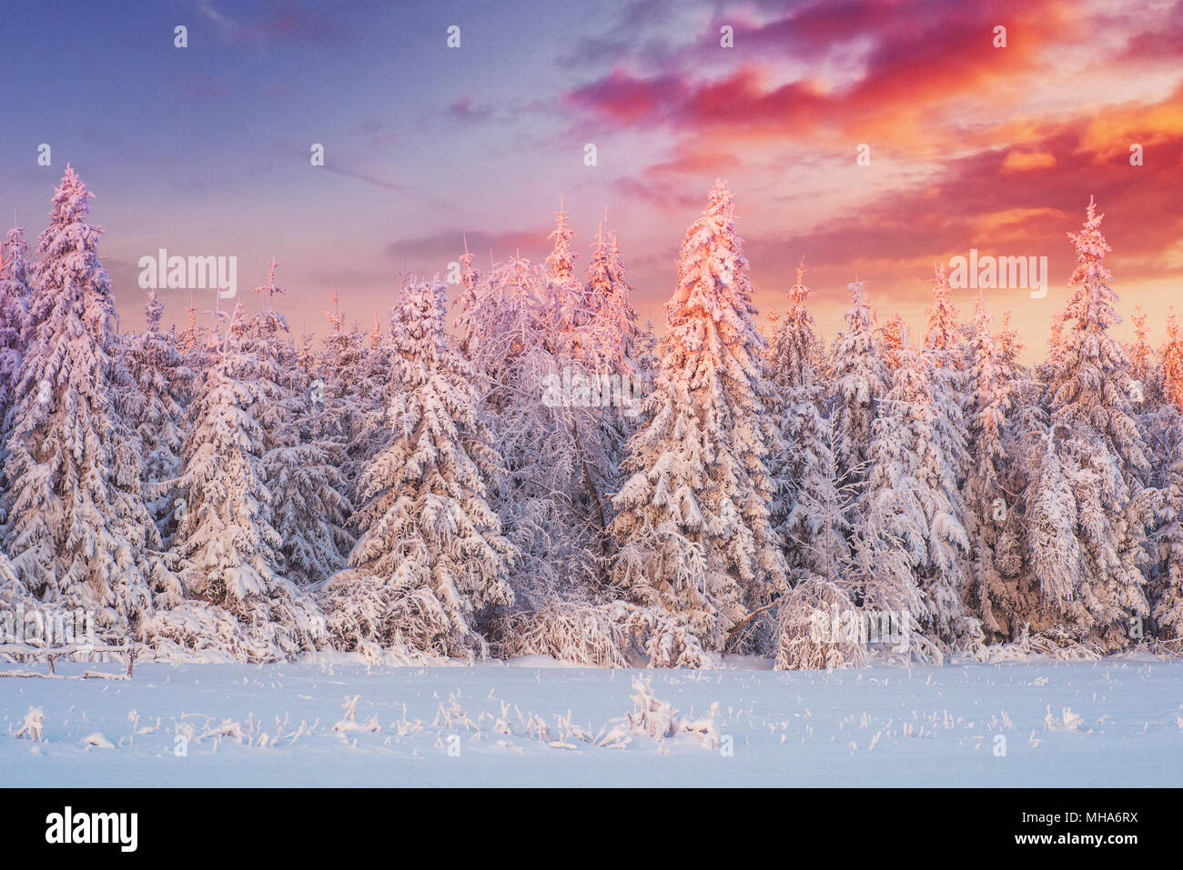 magical winter snow covered tree Stock Photo - Alamy