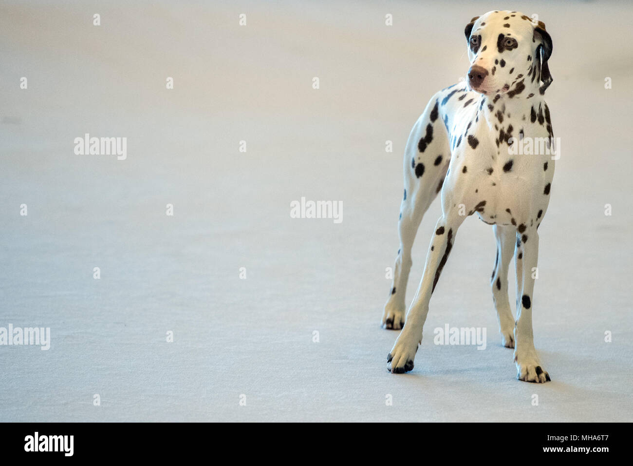 Dalmatian dog portrait close up on white back looking at you Stock ...