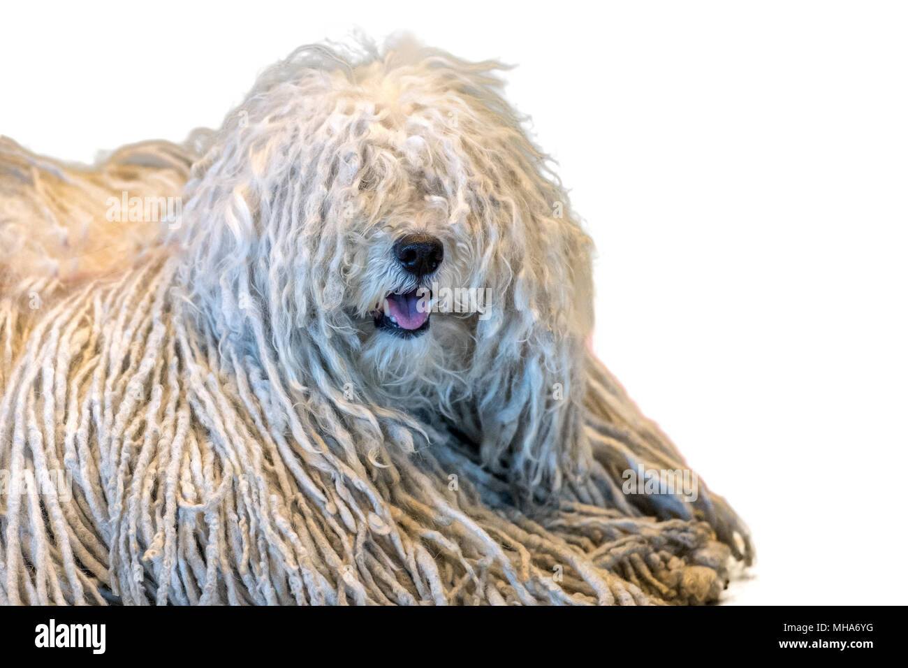 portrait of Rasta Poodle white dog looking at you isolated on white ...