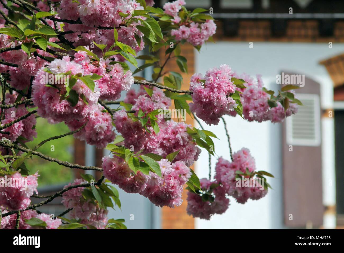 Flourishing rose hi-res stock photography and images - Alamy