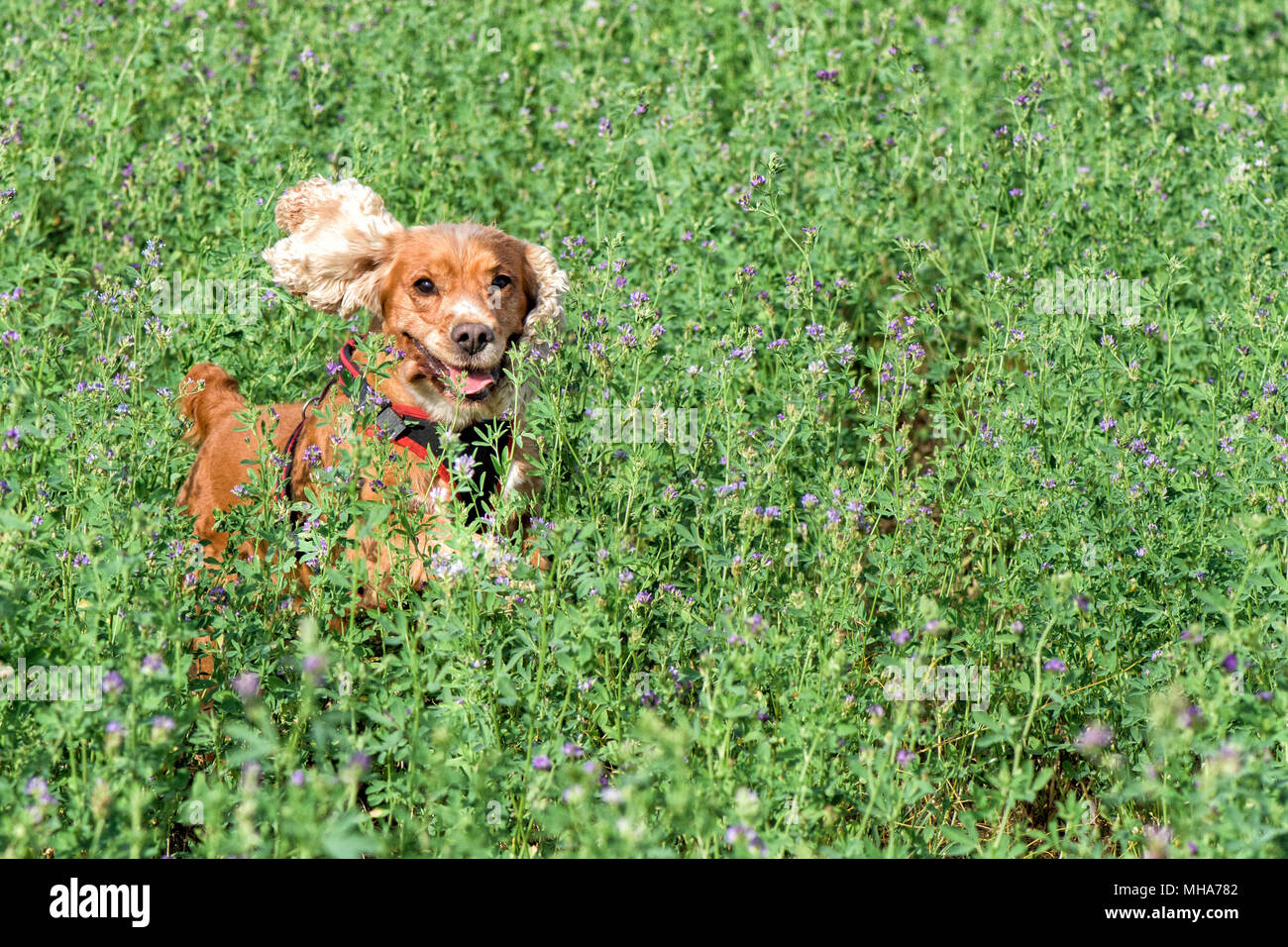 puppy dog cocker spaniel running to you Stock Photo - Alamy