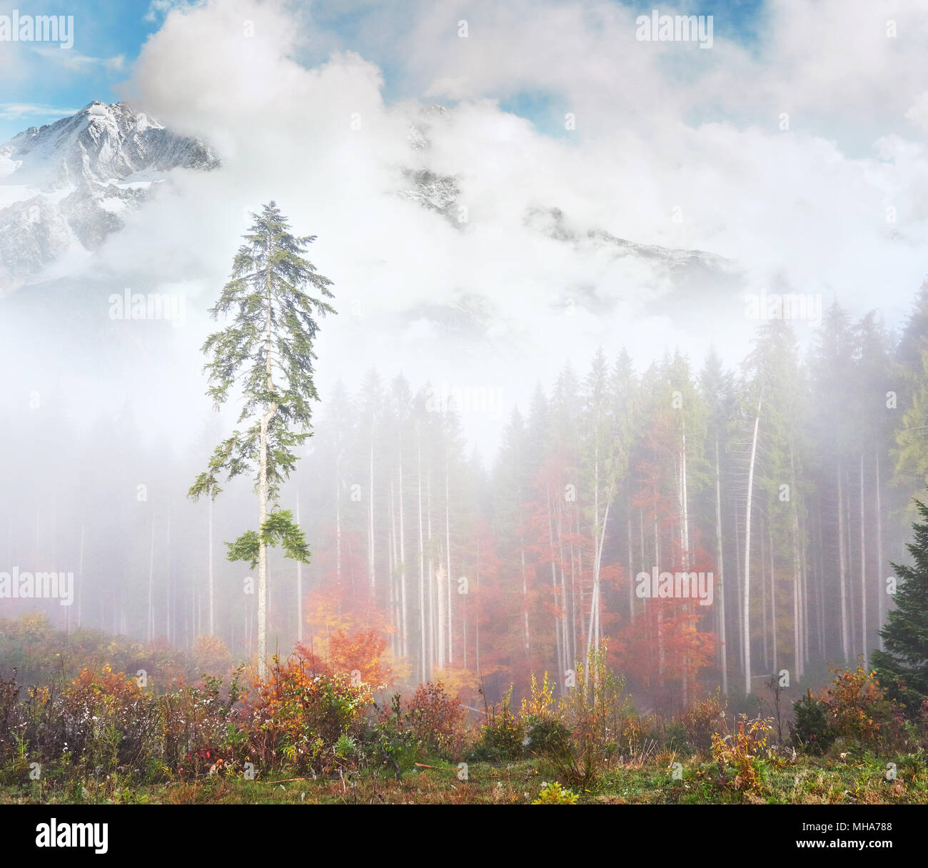 Mist over boreal forest and mountains hi-res stock photography and ...