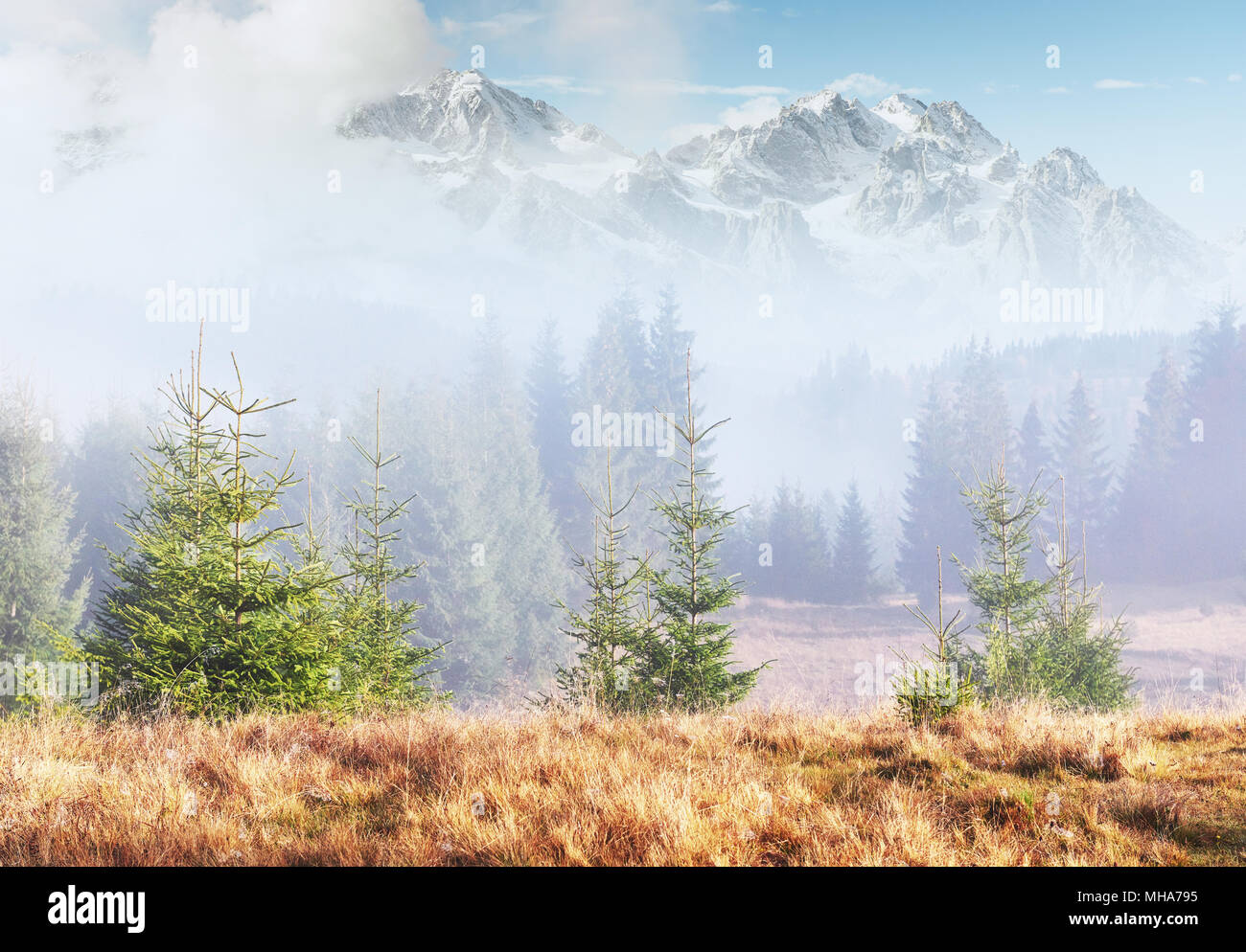 Morning fog creeps with scraps over autumn mountain forest covered in ...
