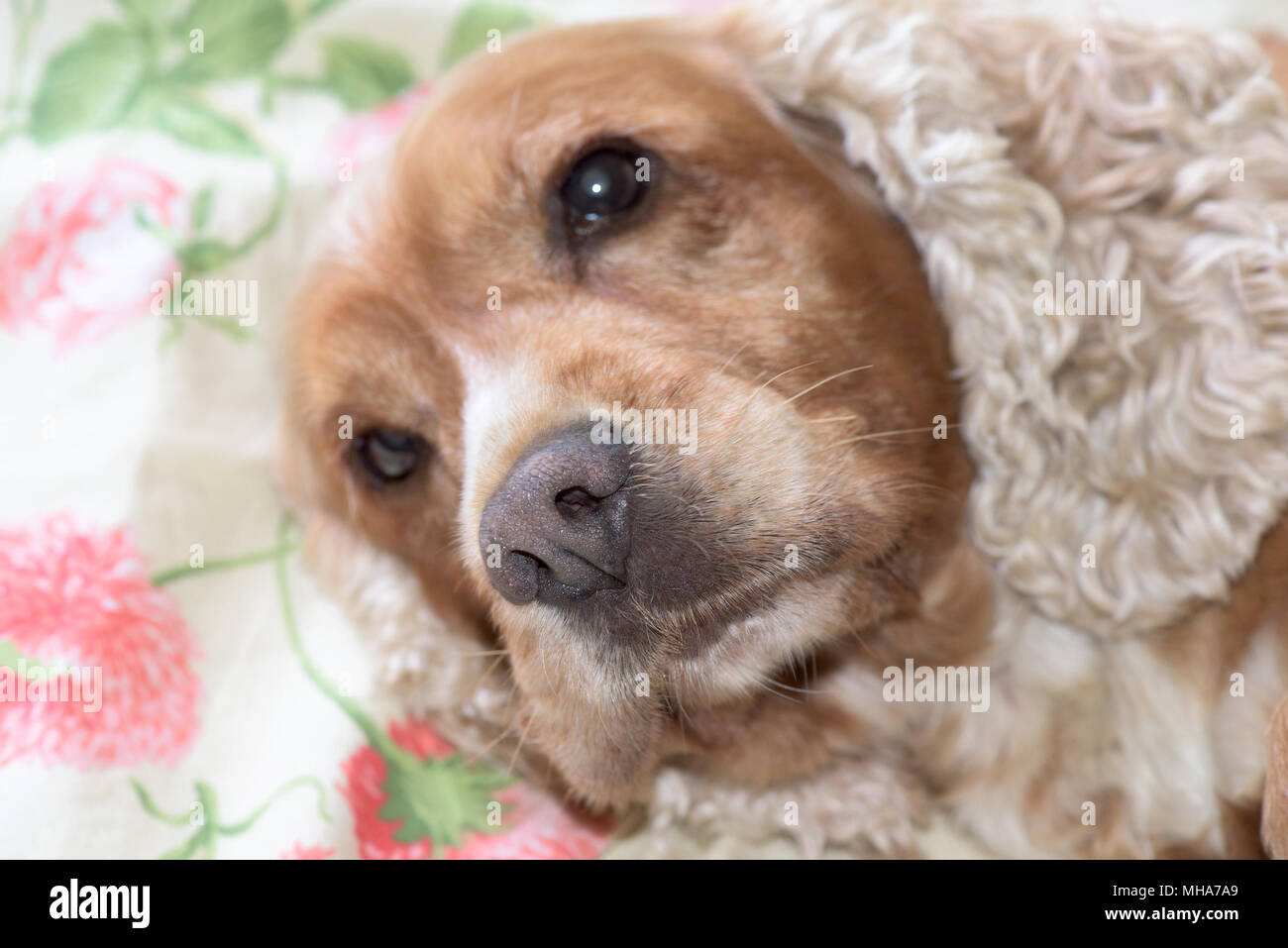 dog nose macro close up detail Stock Photo - Alamy