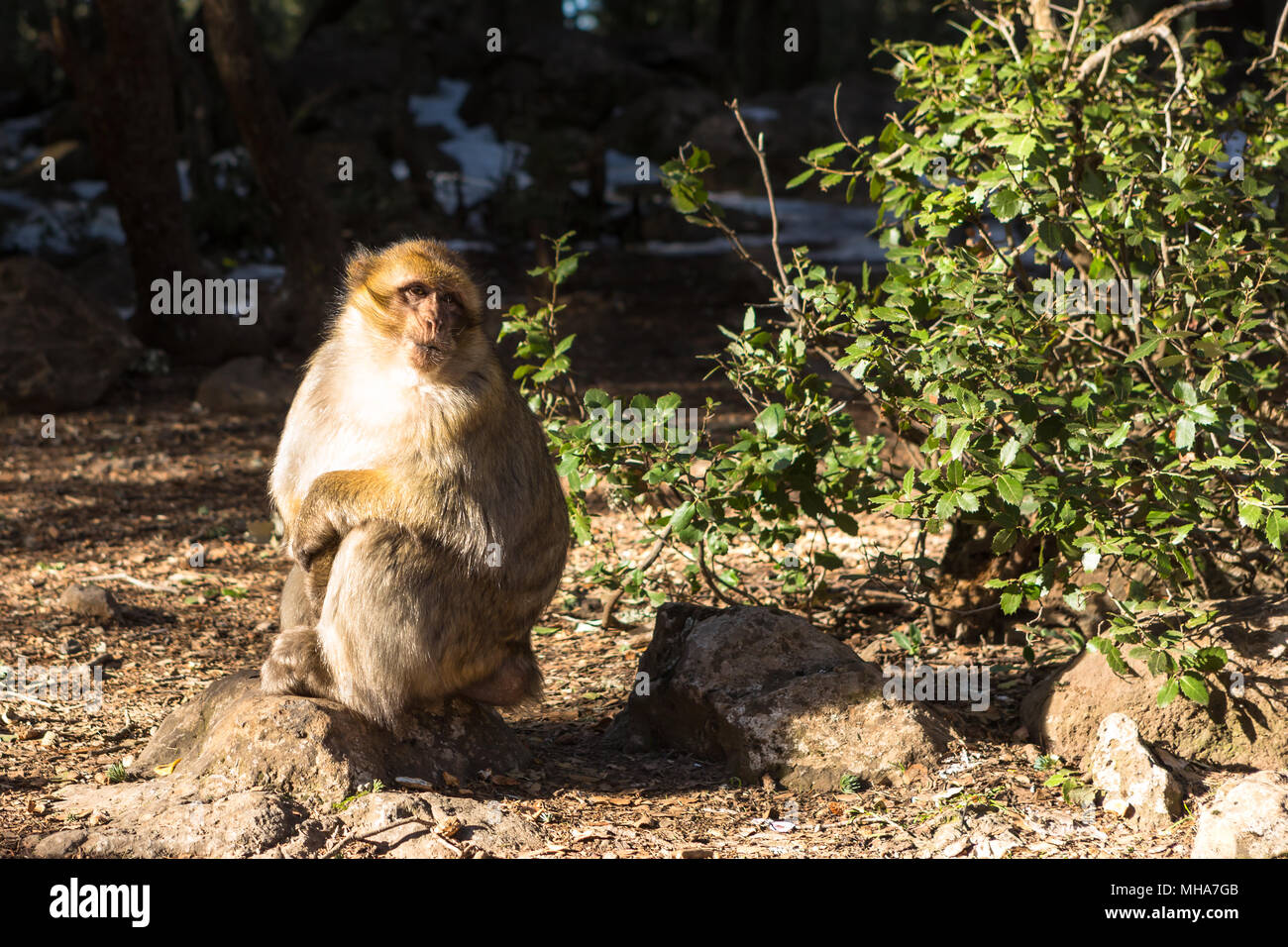 Ifrane Azrou, monkeys in the forest in Morocco Stock Photo - Alamy