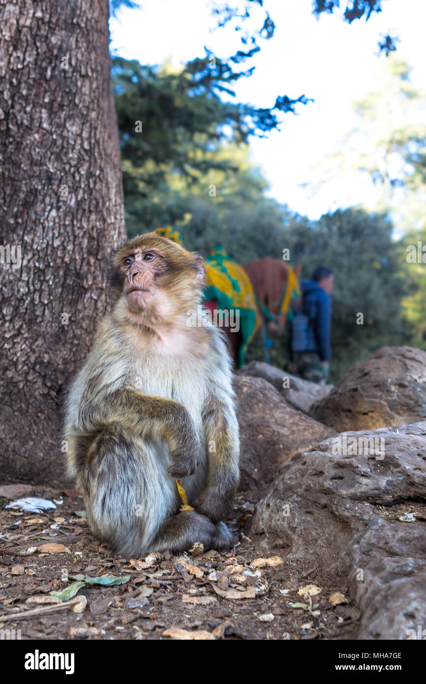 Ifrane Azrou, monkeys in the forest in Morocco Stock Photo - Alamy