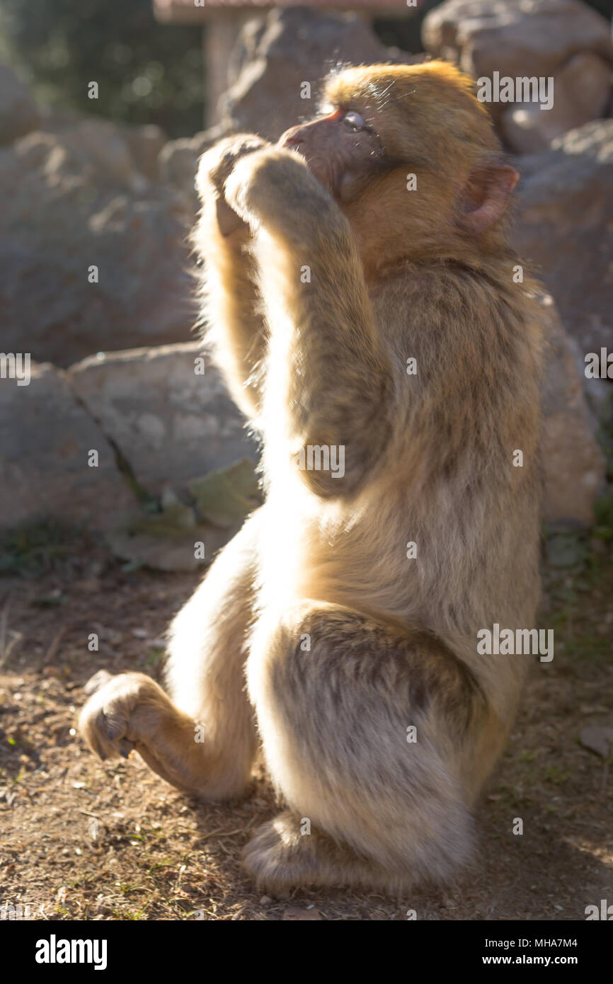 Ifrane Azrou, monkeys in the forest in Morocco Stock Photo - Alamy