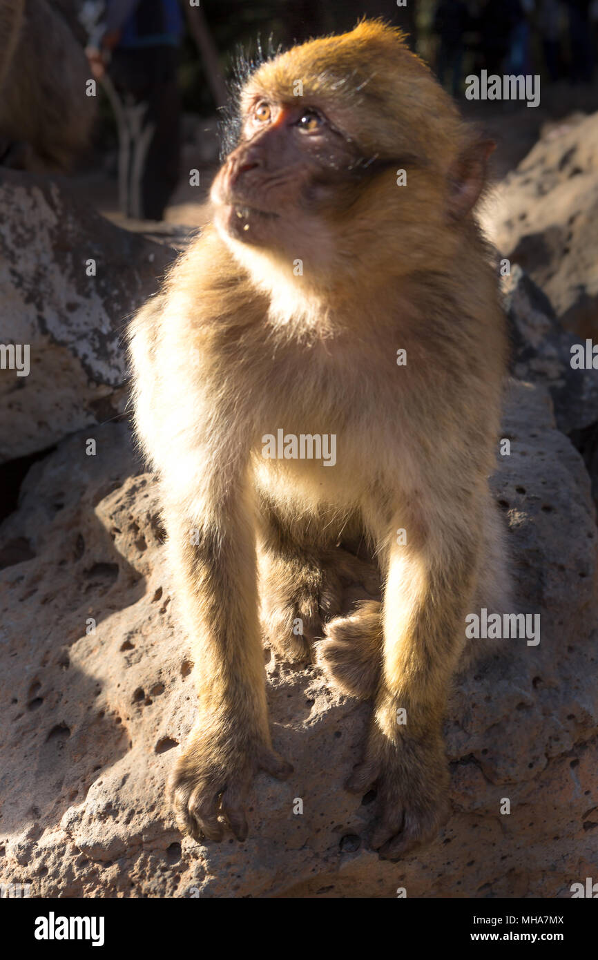 Ifrane Azrou, monkeys in the forest in Morocco Stock Photo - Alamy