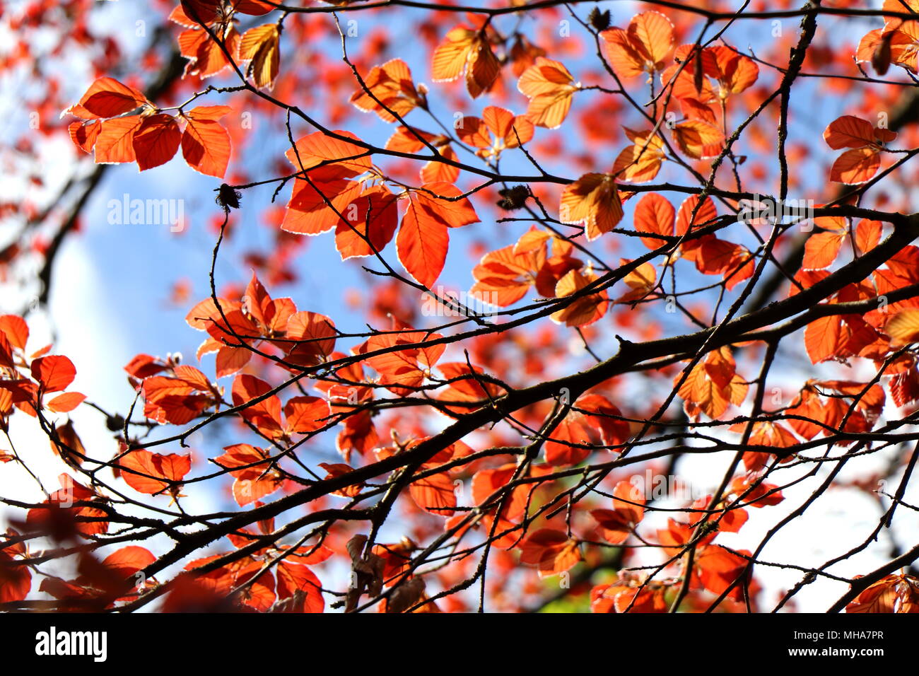 Copper beach (Fagus sylvatica Purpurea) foliage against blue sky ...