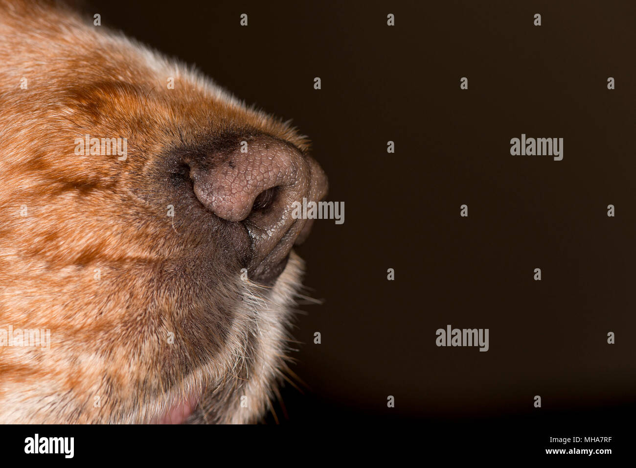 dog nose macro close up detail Stock Photo - Alamy