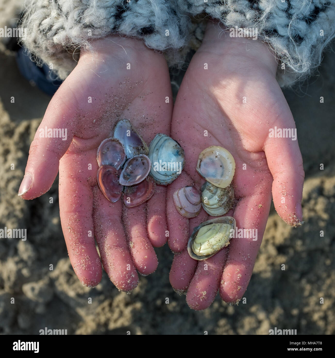 Two children's hands holding shells on the beach Stock Photo - Alamy