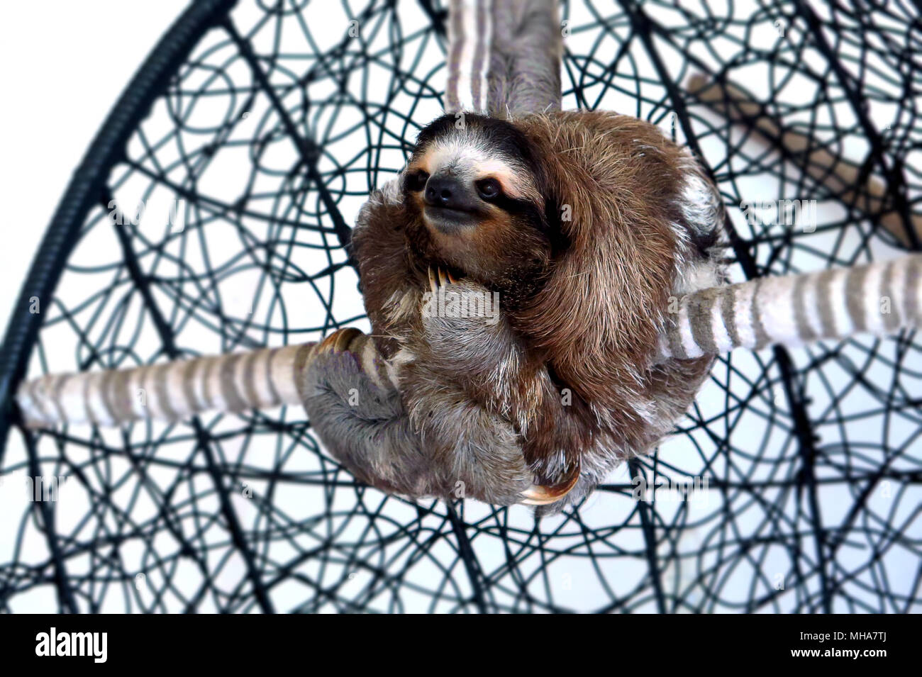 Sloth costa rica eyes hi-res stock photography and images - Alamy