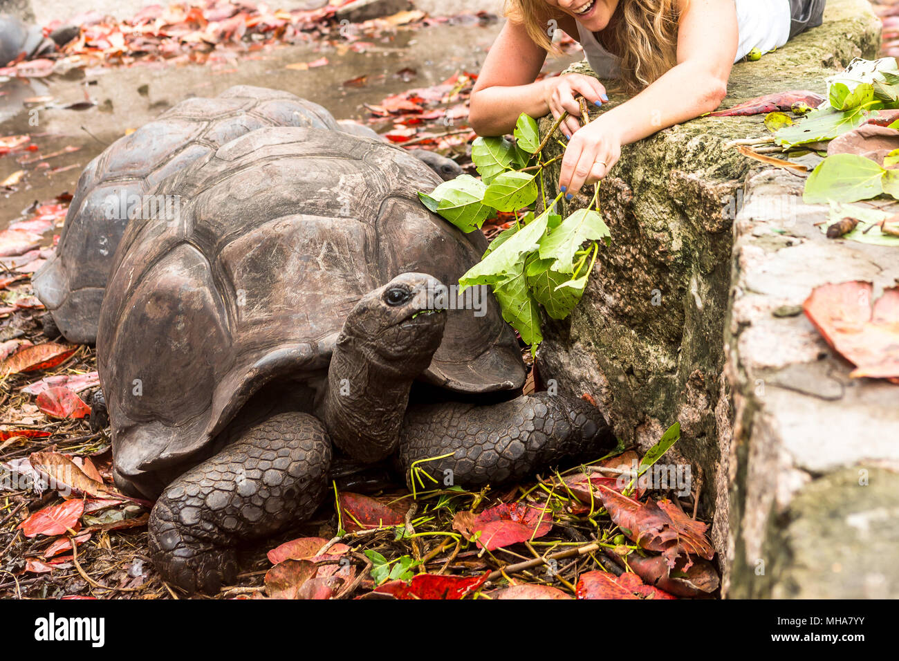 Giant turtles in Island Seychelles Stock Photo - Alamy