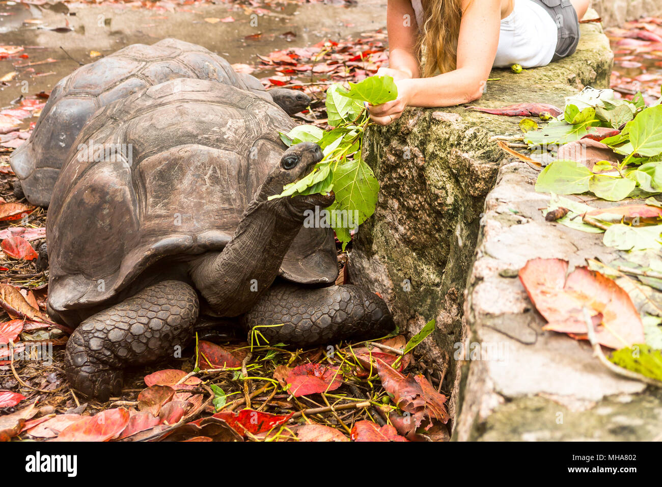 Giant turtles in Island Seychelles Stock Photo - Alamy