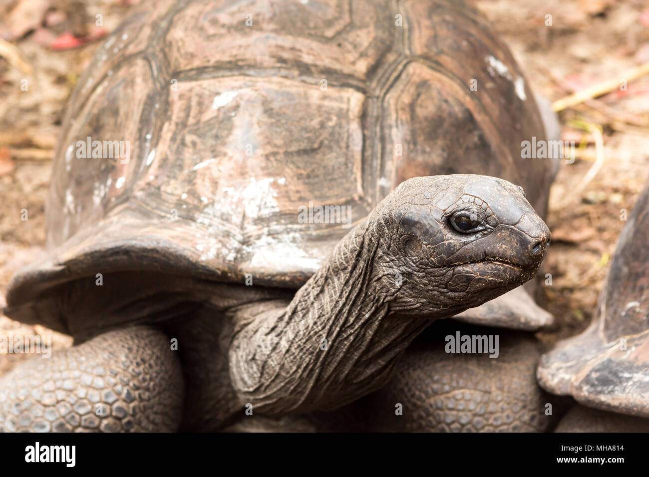 Giant turtles hi-res stock photography and images - Alamy
