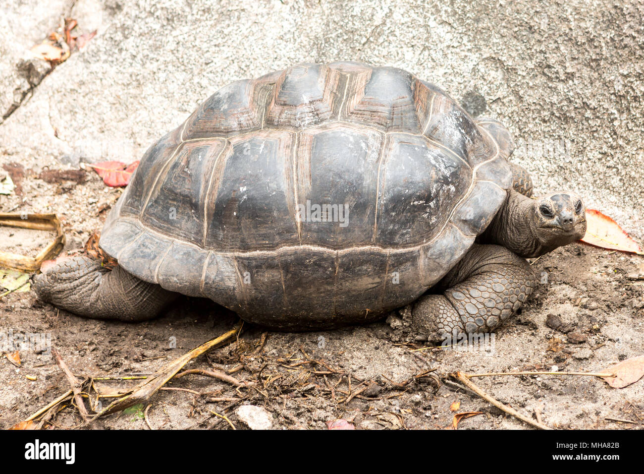 Giant turtles hi-res stock photography and images - Alamy