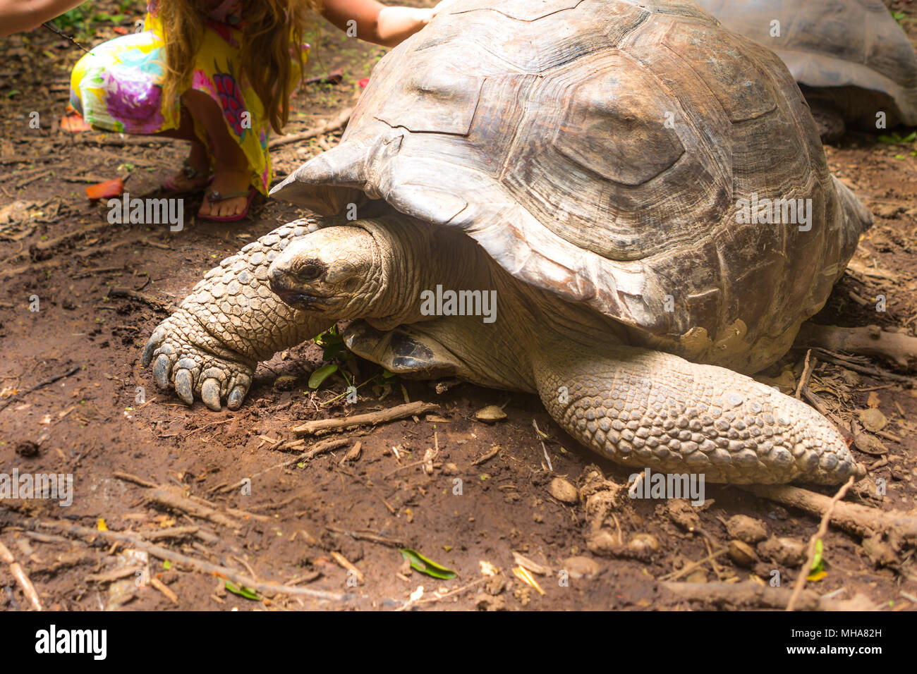 Giant turtles in Island Seychelles Stock Photo - Alamy