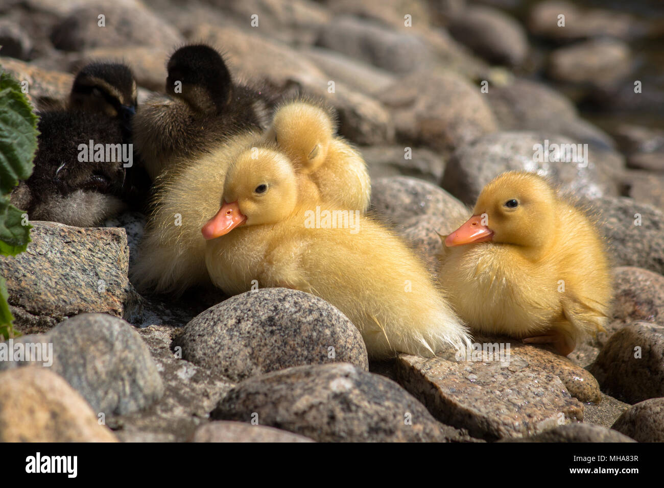 Fluffy ducks hi-res stock photography and images - Alamy