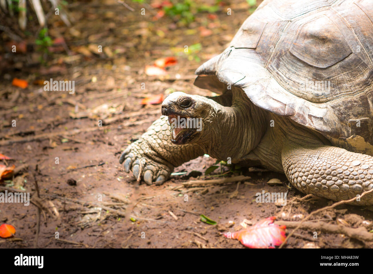 Giant turtles in Island Seychelles Stock Photo - Alamy