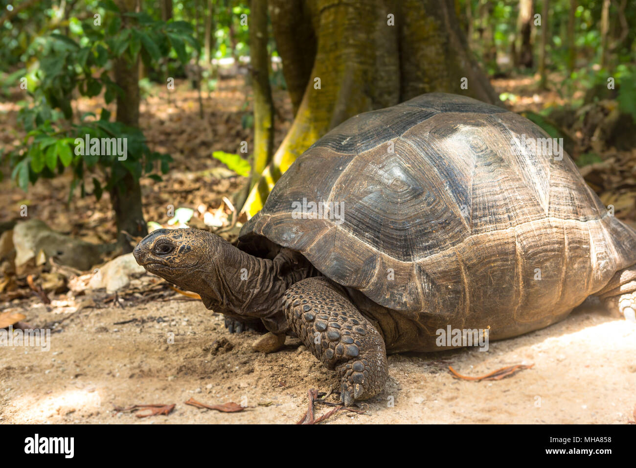 Giant turtles in Seychelles. Animals Stock Photo - Alamy
