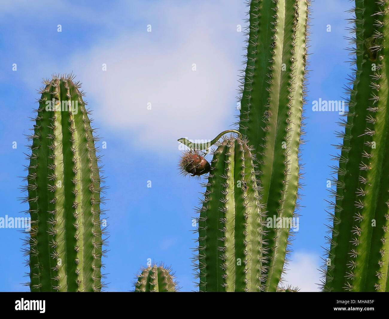 Lizard desert cactus hi-res stock photography and images - Alamy