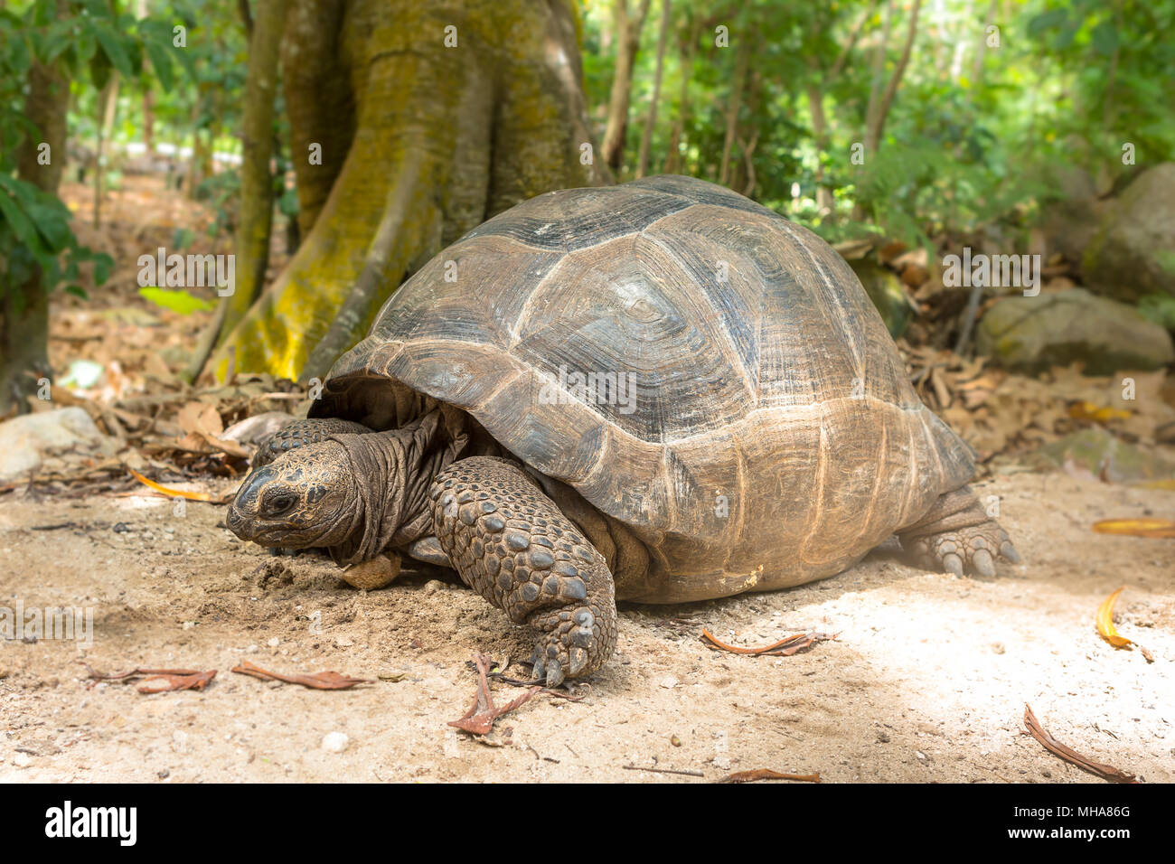 Giant turtles in Seychelles. Animals Stock Photo - Alamy