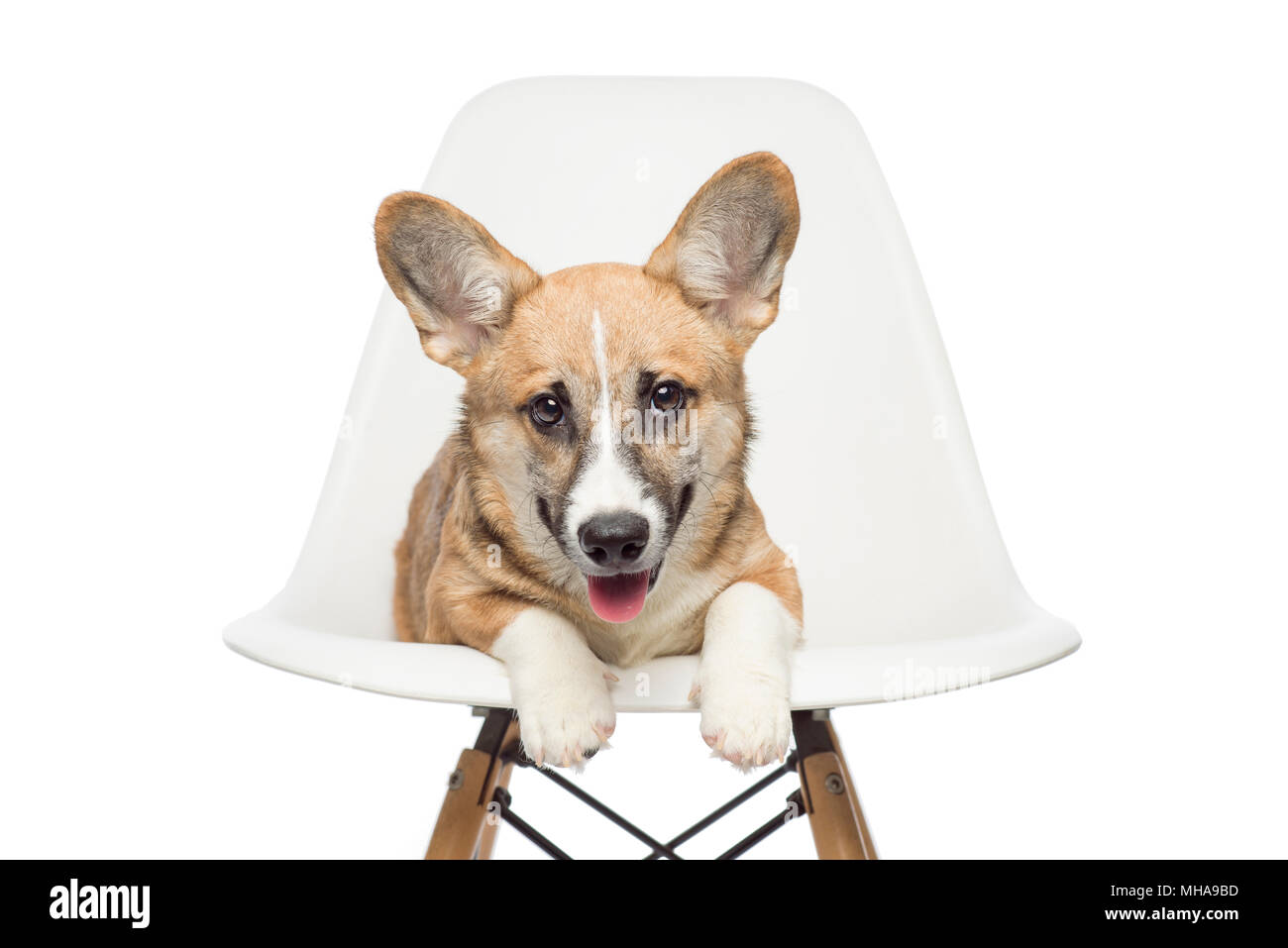 Pembroke Welsh Corgi puppy sitting on chair. looking at camera ...