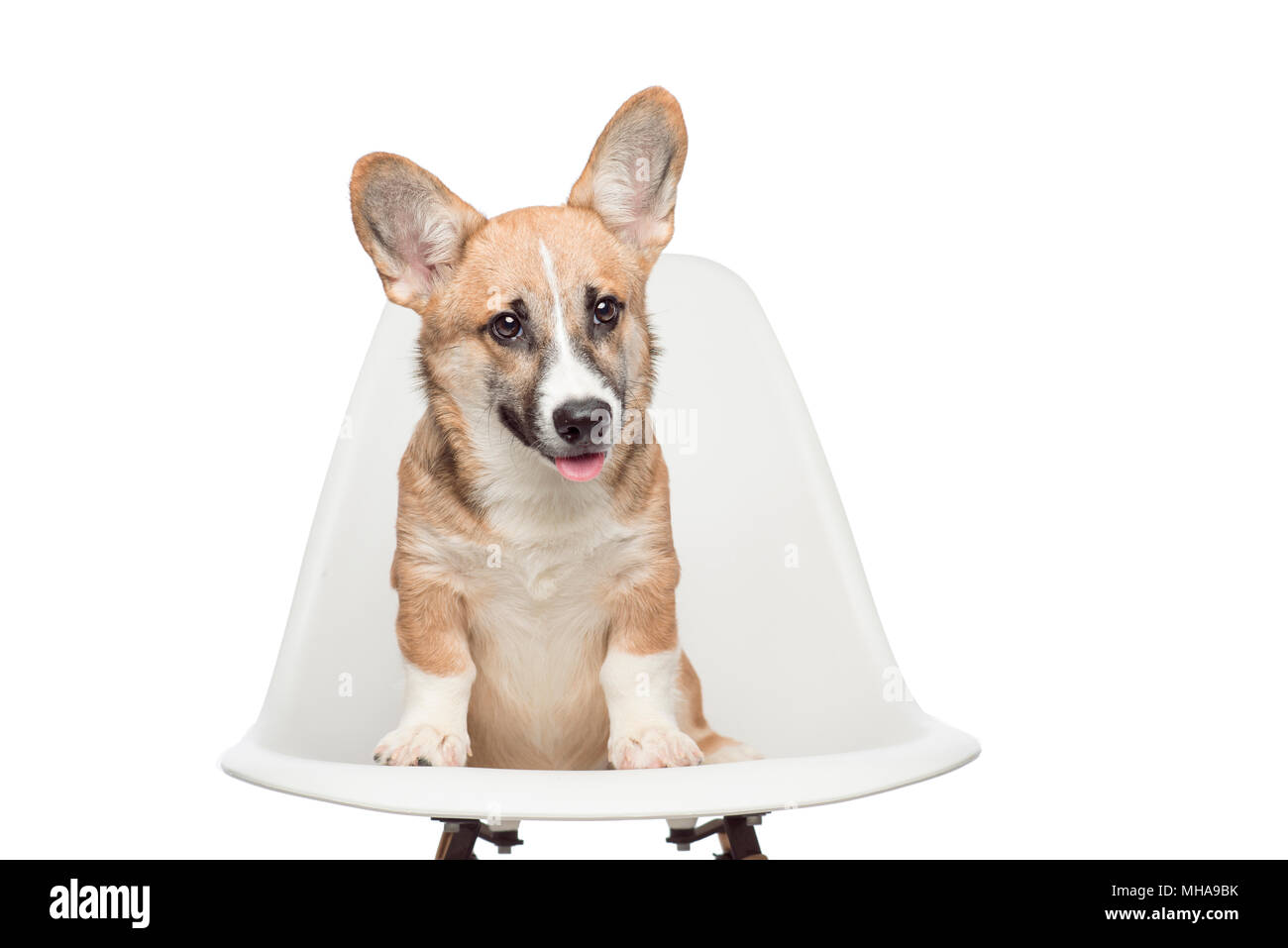 Pembroke Welsh Corgi puppy sitting on chair. looking at camera ...