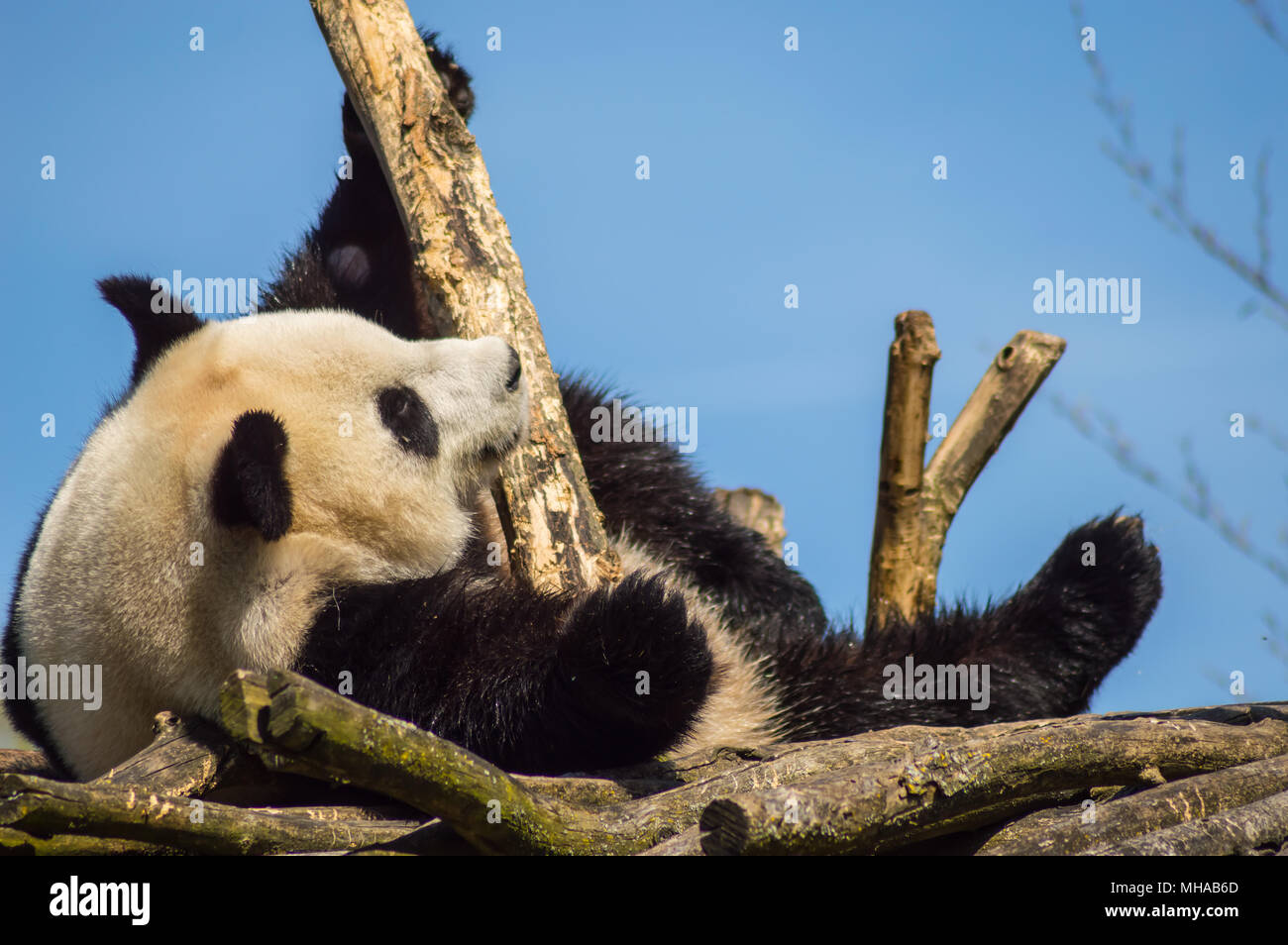Giant panda sitting on a wooden platform in a wildlife park in the ...