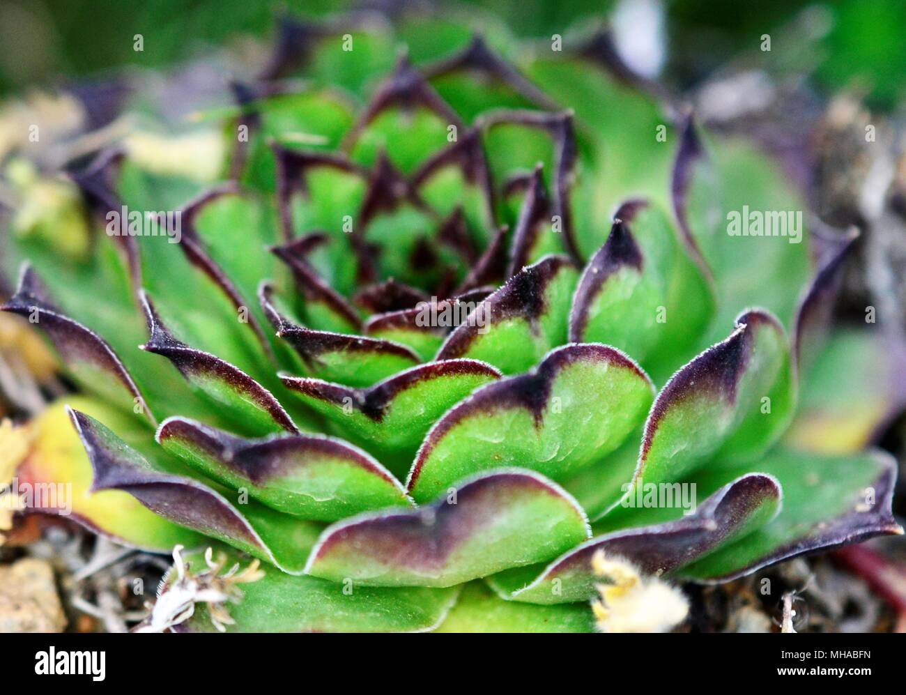 house leek, succulent plant, semper vivum, image of a Stock Photo - Alamy