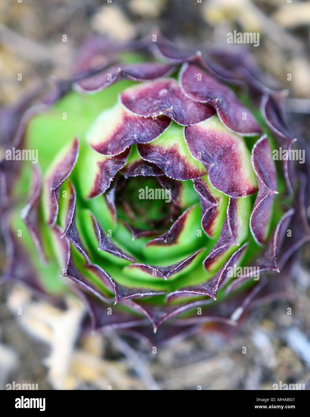 house leek, succulent plant, semper vivum, image of a Stock Photo - Alamy