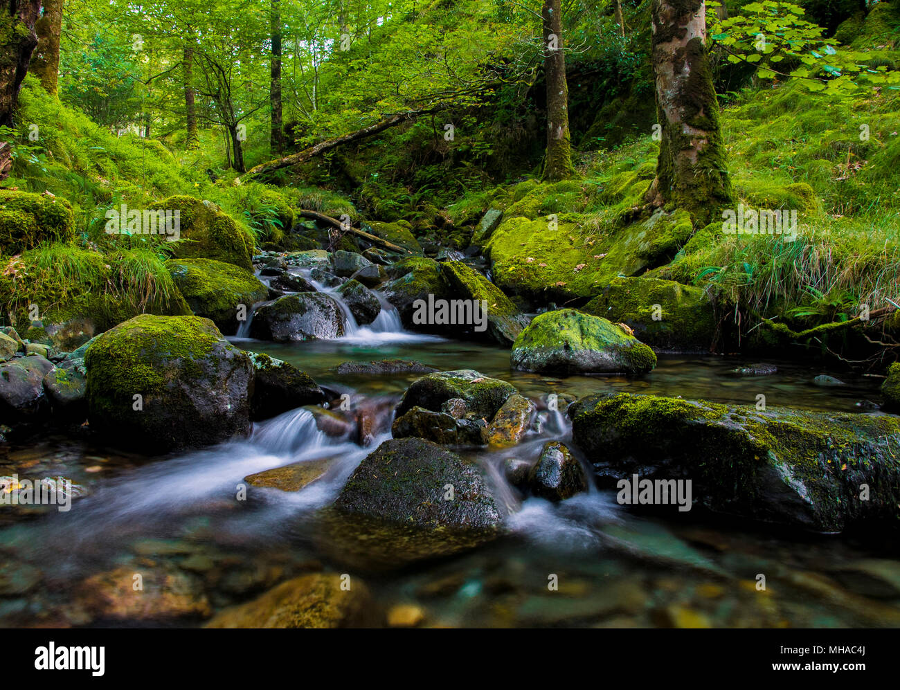 Derwent forest hi-res stock photography and images - Alamy