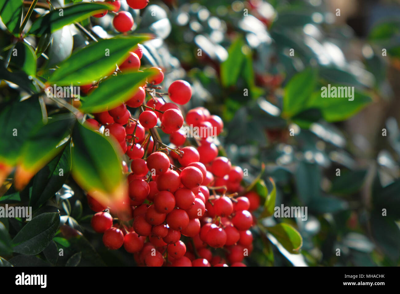 Texas native plant hi-res stock photography and images - Alamy