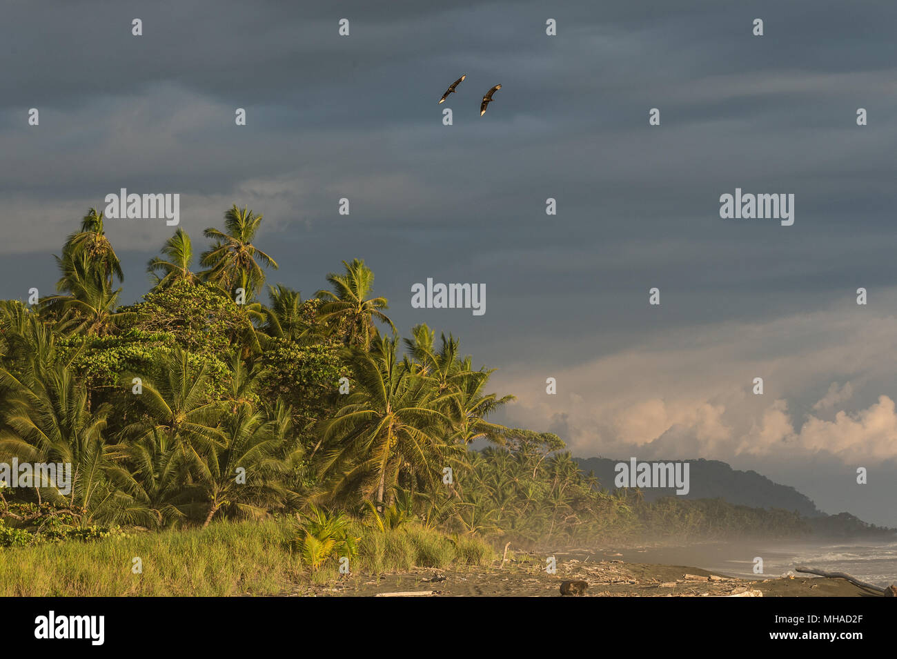 Carate Beach, Corcovado National Park, Costa Rica, Centroamerica Stock ...