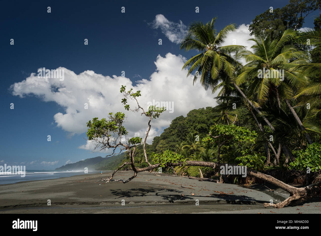 Carate Beach, Corcovado National Park, Costa Rica, Centroamerica Stock ...