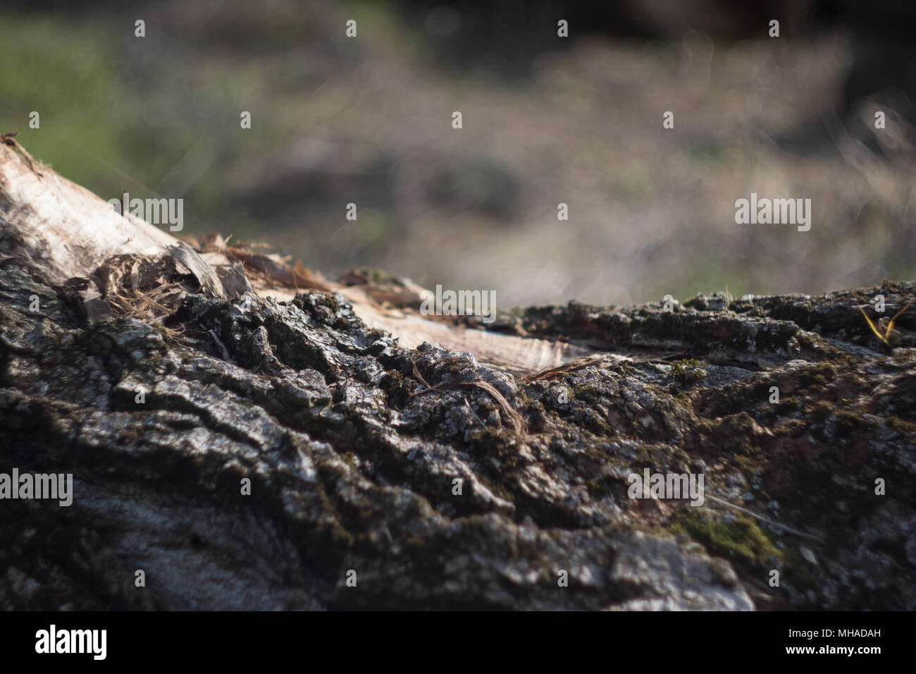 Log roots hi-res stock photography and images - Alamy