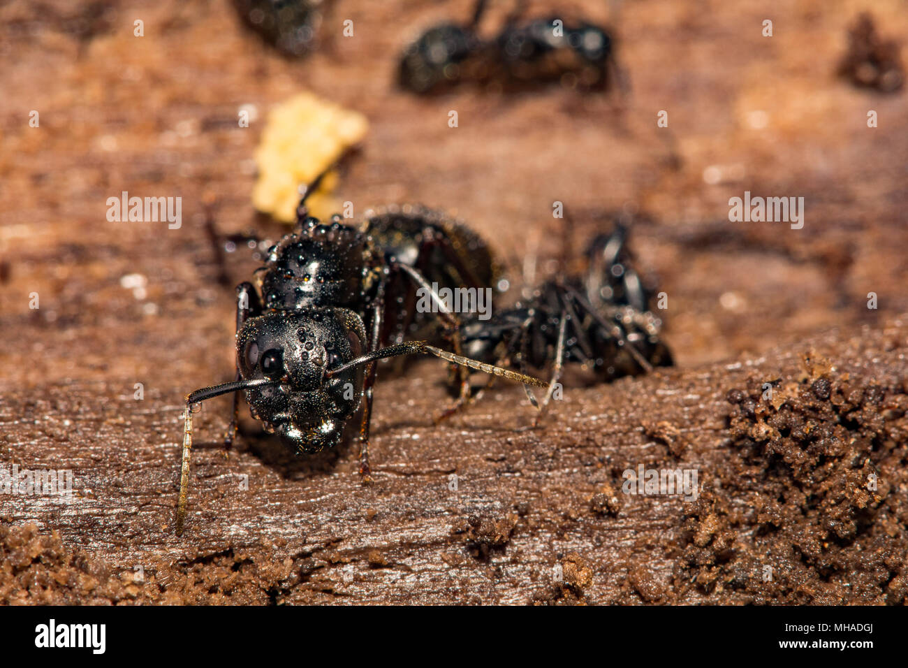 Carpenter Ant Queen Stock Photo - Alamy