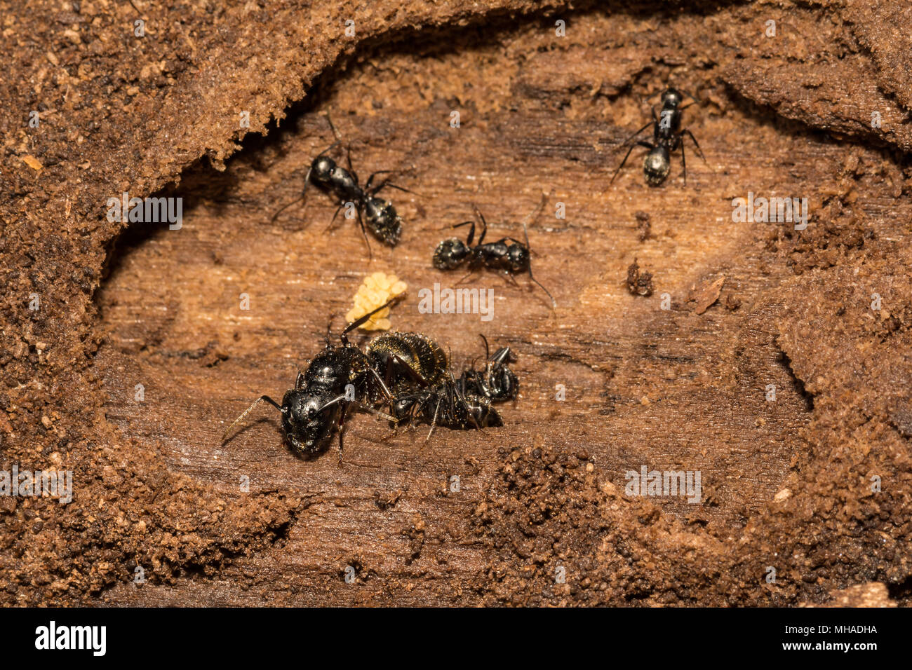 Carpenter Ant Queen Stock Photo - Alamy