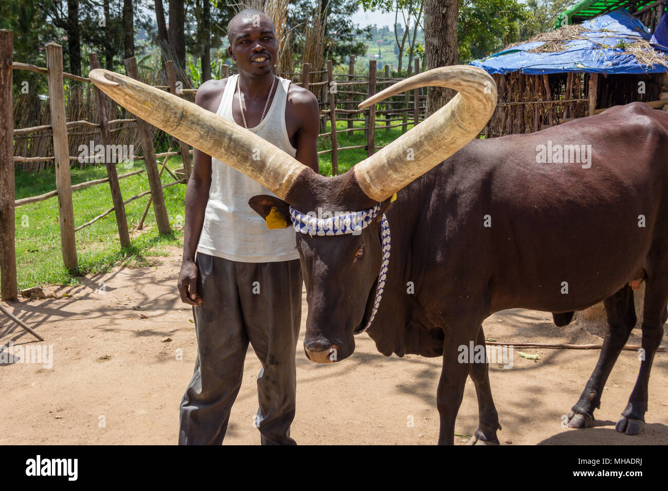 The African Long-Horned Cow (Ankole-Watusi), descended from the ...