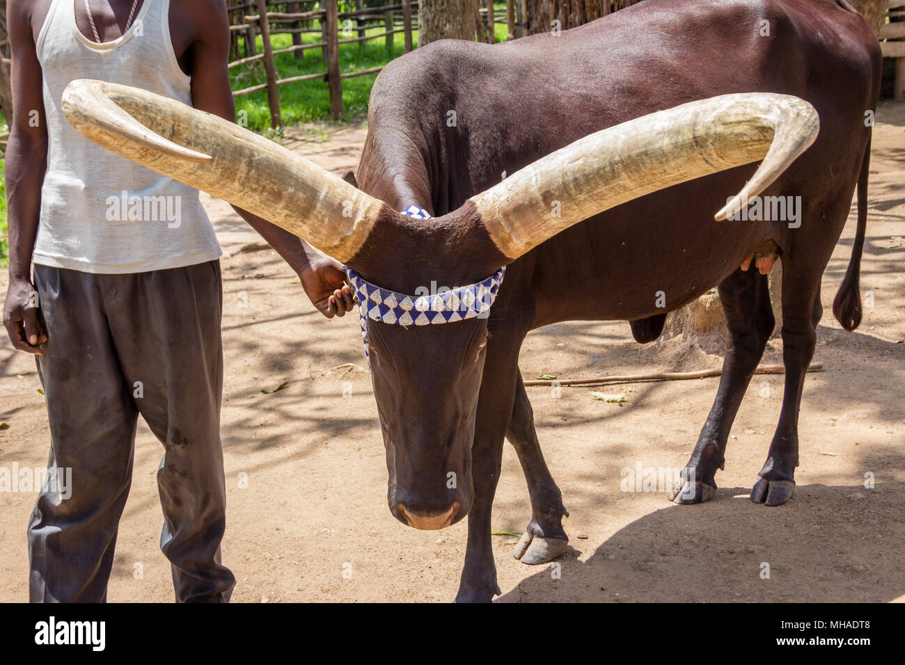 The African Long-Horned Cow (Ankole-Watusi), descended from the ...