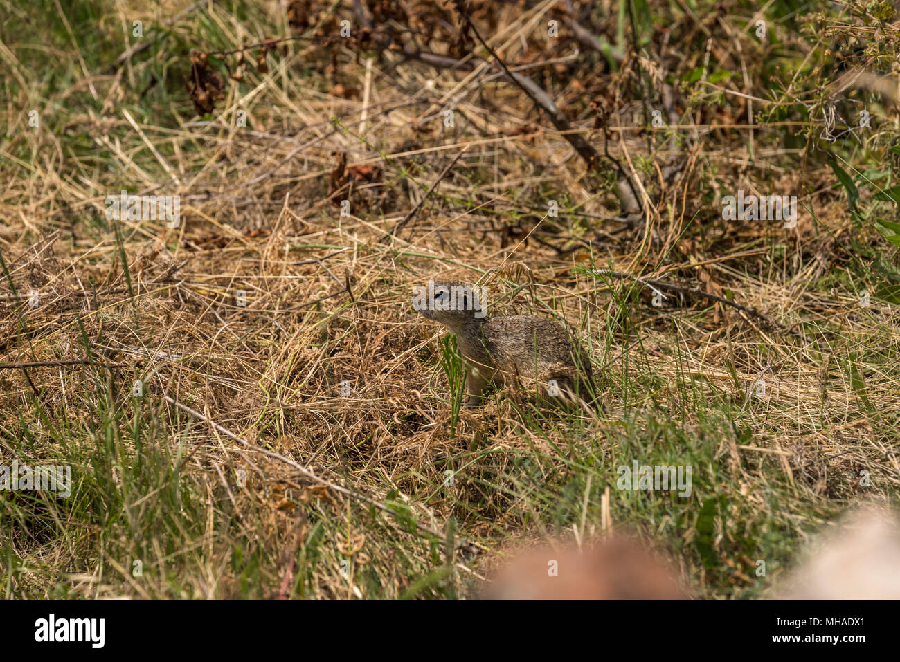 Conservation of vulnerable species hi-res stock photography and images ...