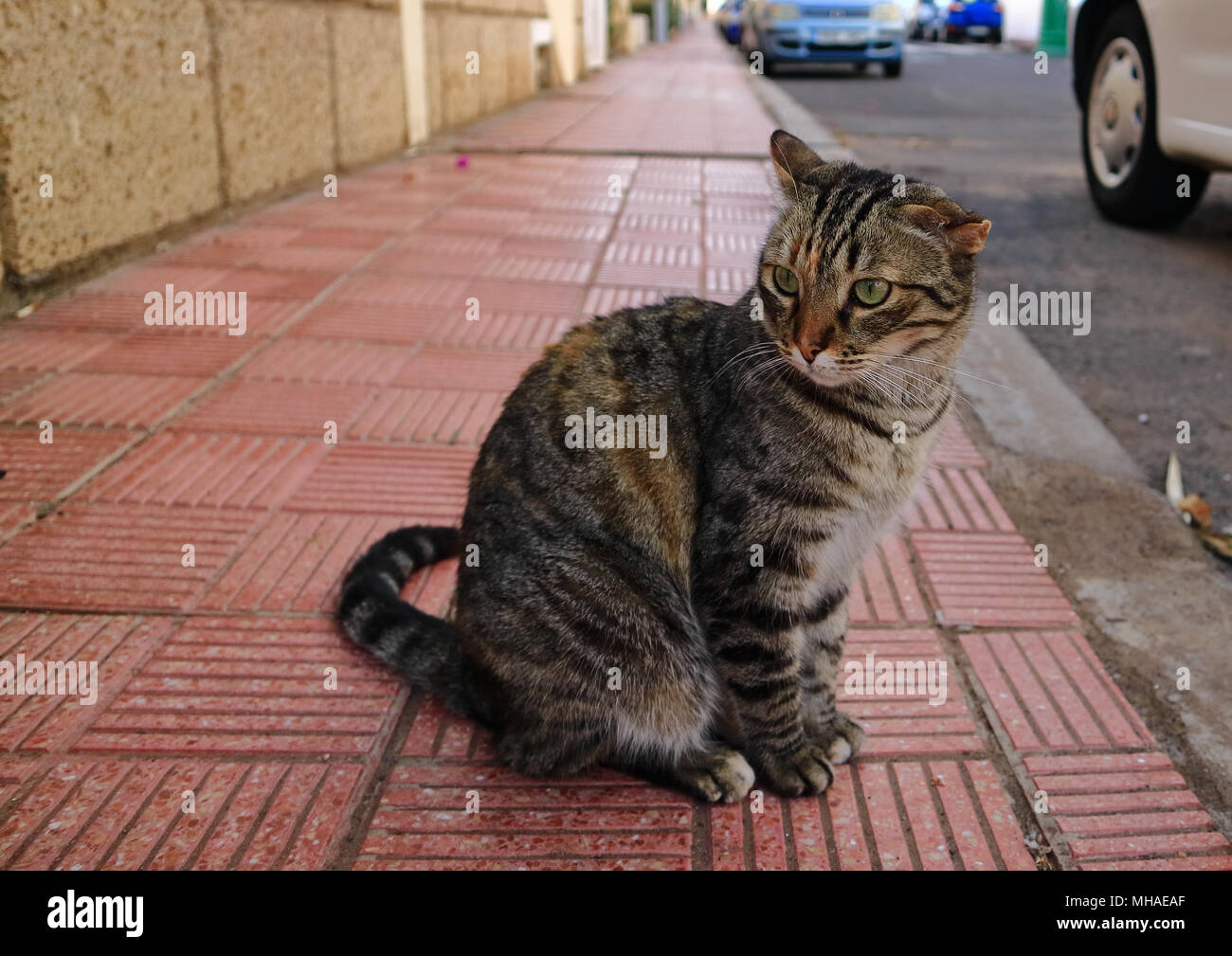 Striped cat with broken ear Stock Photo - Alamy