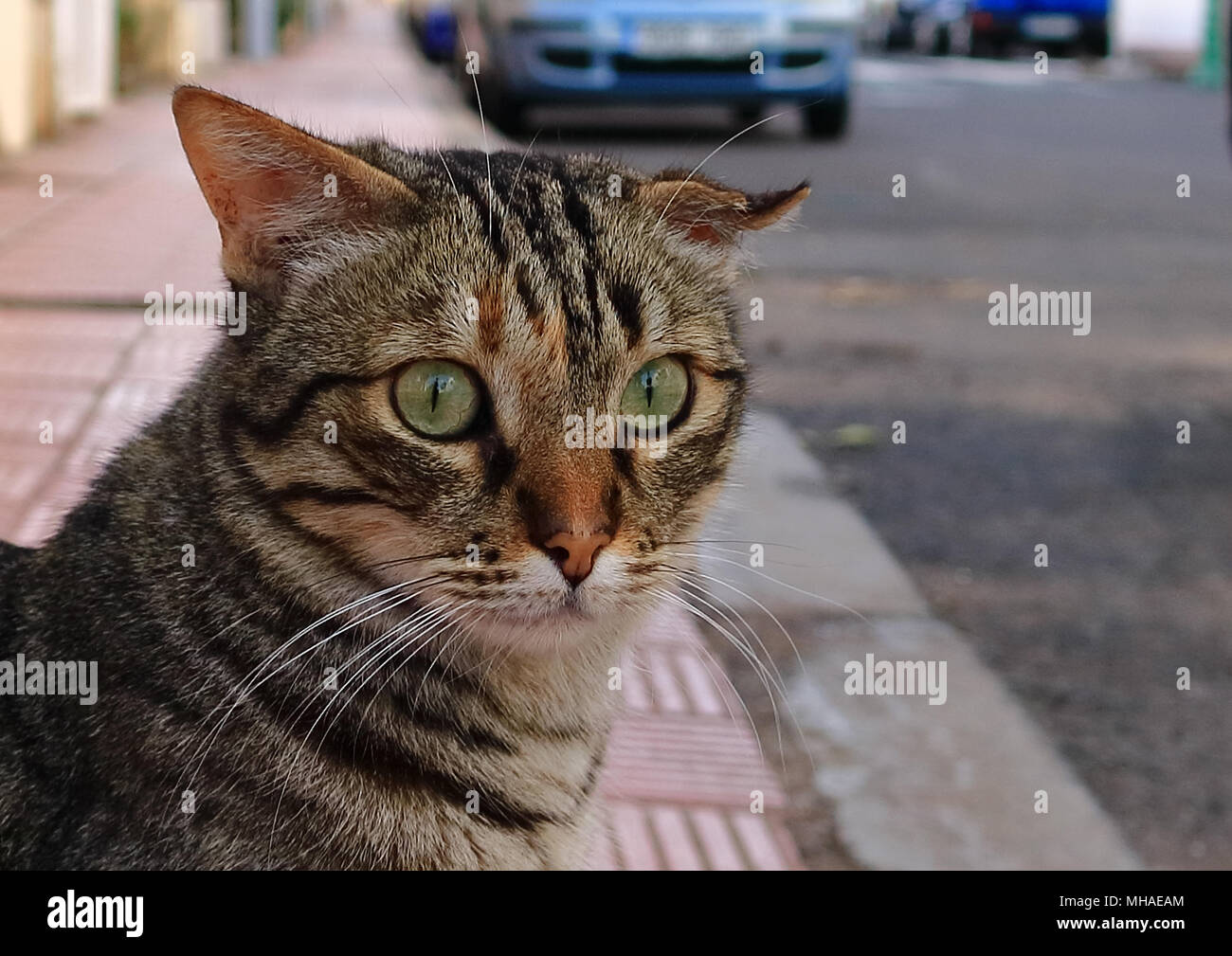 Cat ear broken pet hi-res stock photography and images - Alamy