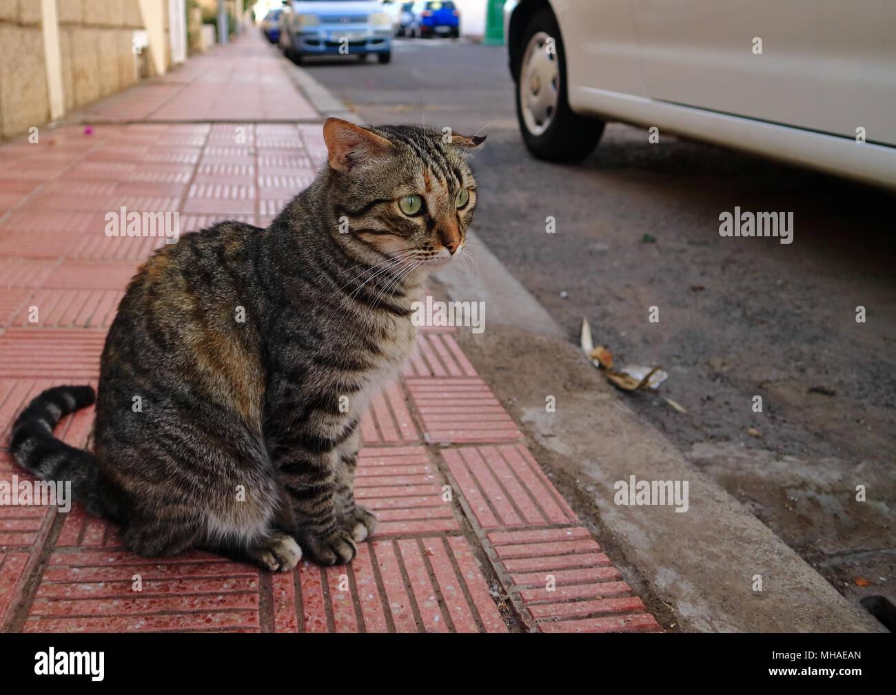 Cat ear broken pet hi-res stock photography and images - Alamy