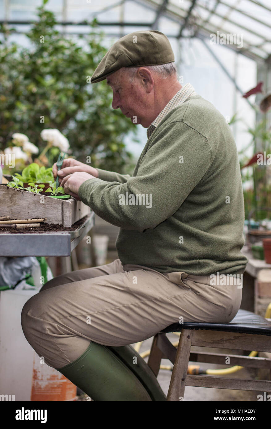 Professional gardener at work in the Greenhouse Stock Photo - Alamy