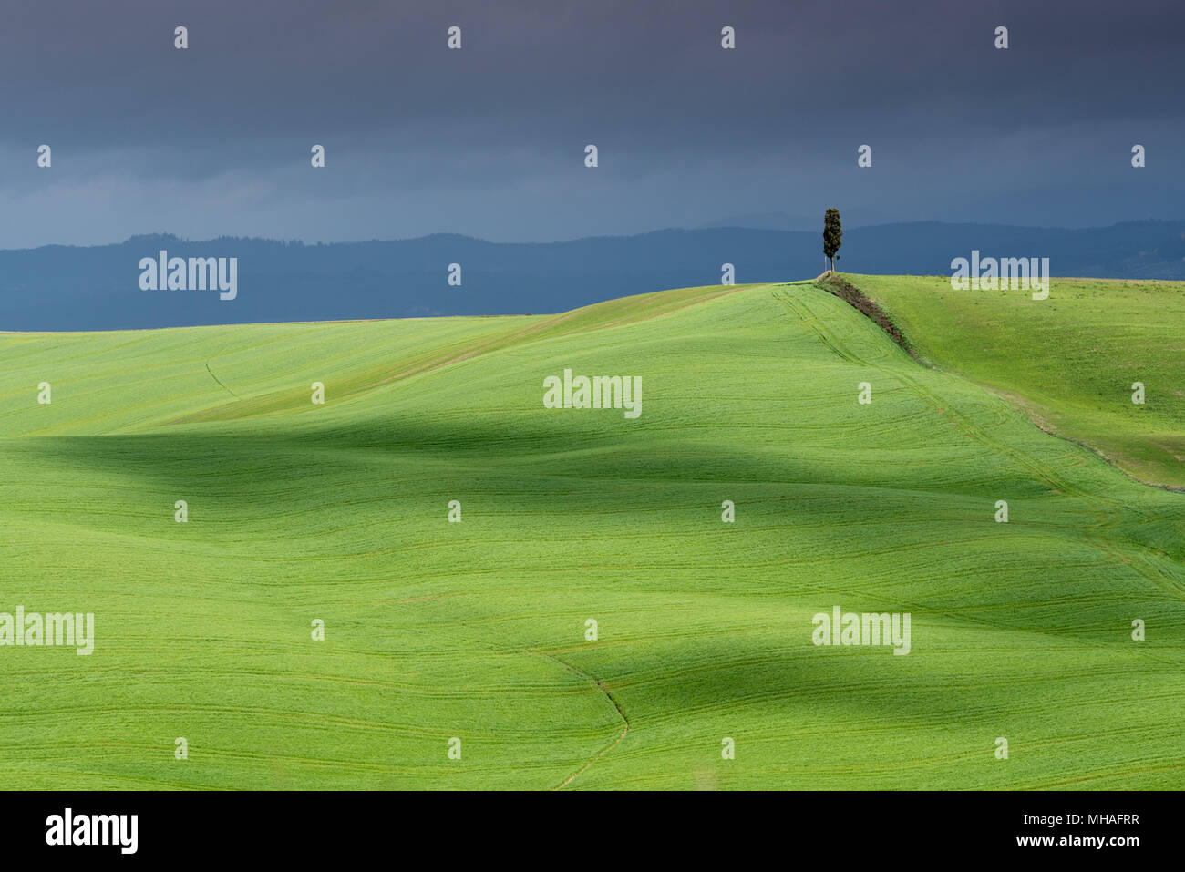 Green cypress tree hi-res stock photography and images - Alamy