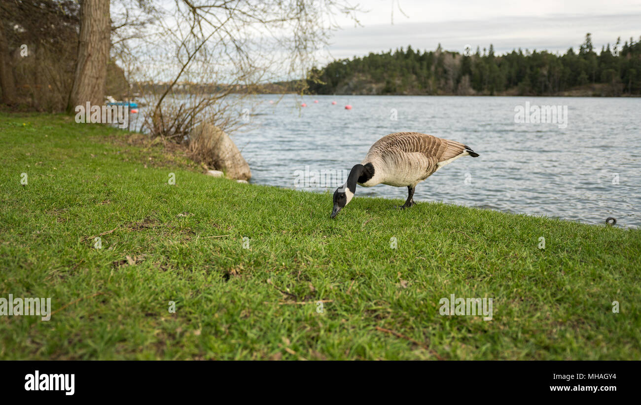 Scandinavian fauna hi-res stock photography and images - Alamy