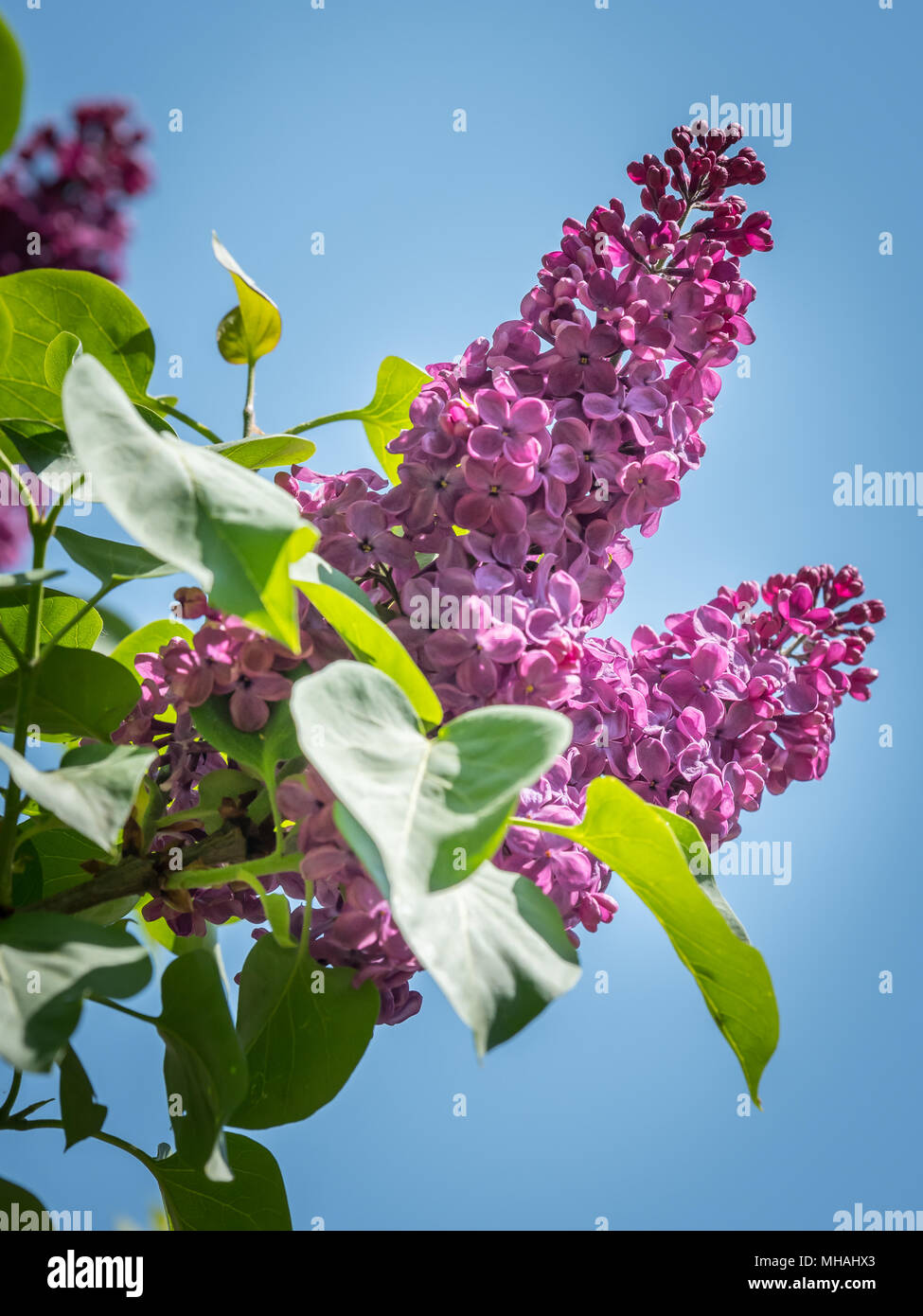 Blossoms of a flowering lilac (Syringa vulgaris) in front of a blue sky ...
