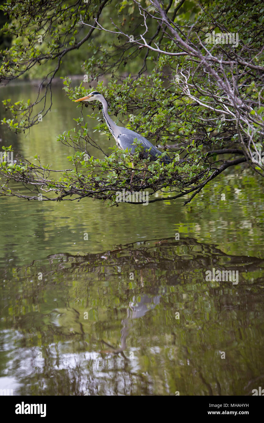Heron reflections hi-res stock photography and images - Alamy